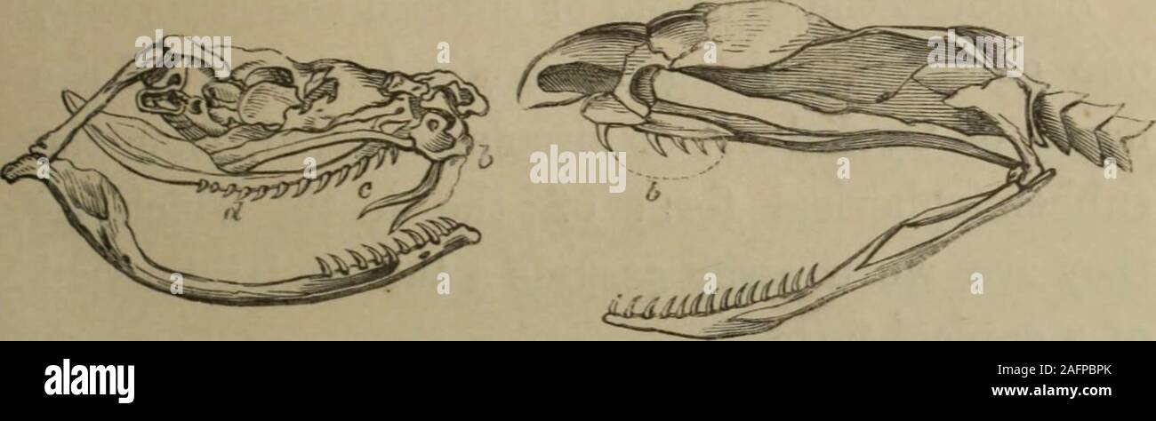 Pre maxillary bone hi-res stock photography and images - Alamy
