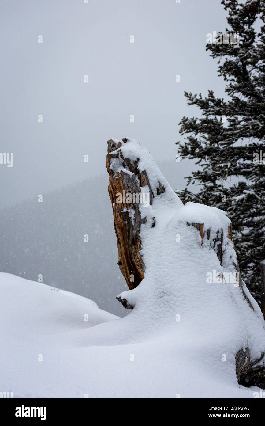 Dead tree covered with snow hi-res stock photography and images - Alamy