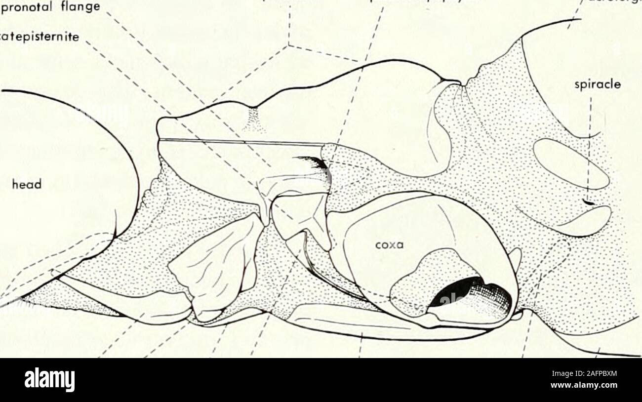 Sternums hi-res stock photography and images - Alamy