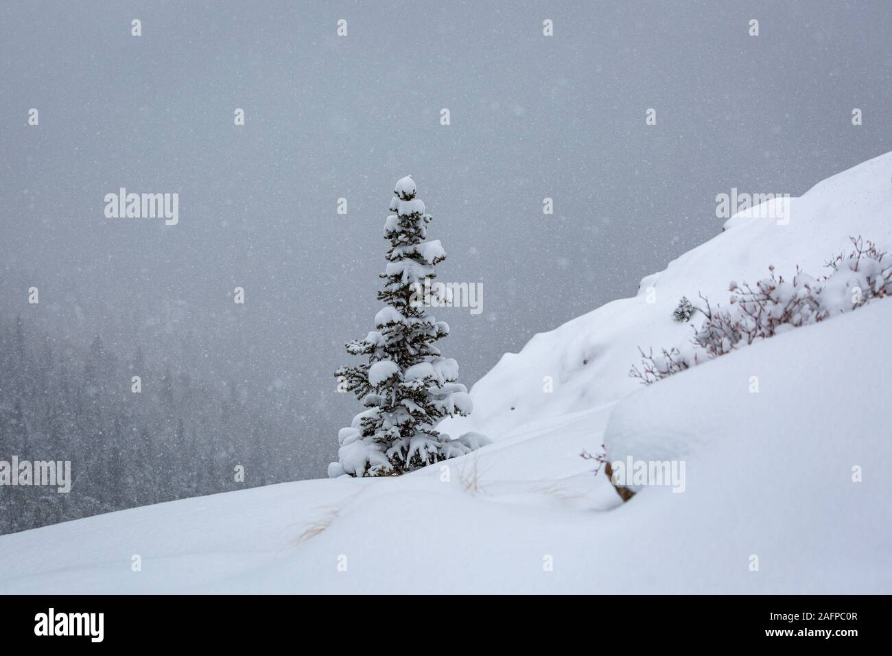 Rocky mountain juniper hi-res stock photography and images - Alamy