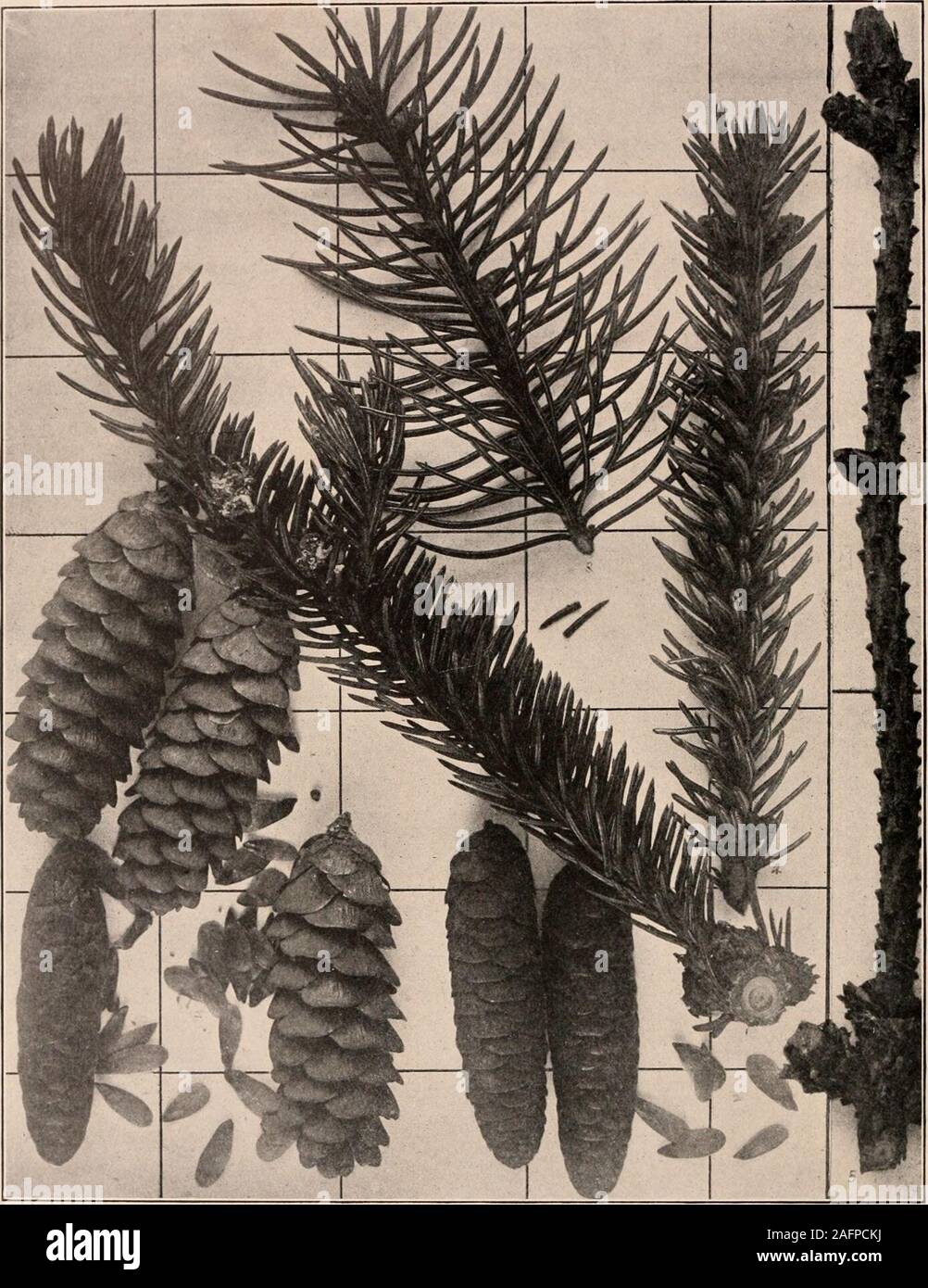 Persistent leaf bases hi-res stock photography and images - Alamy