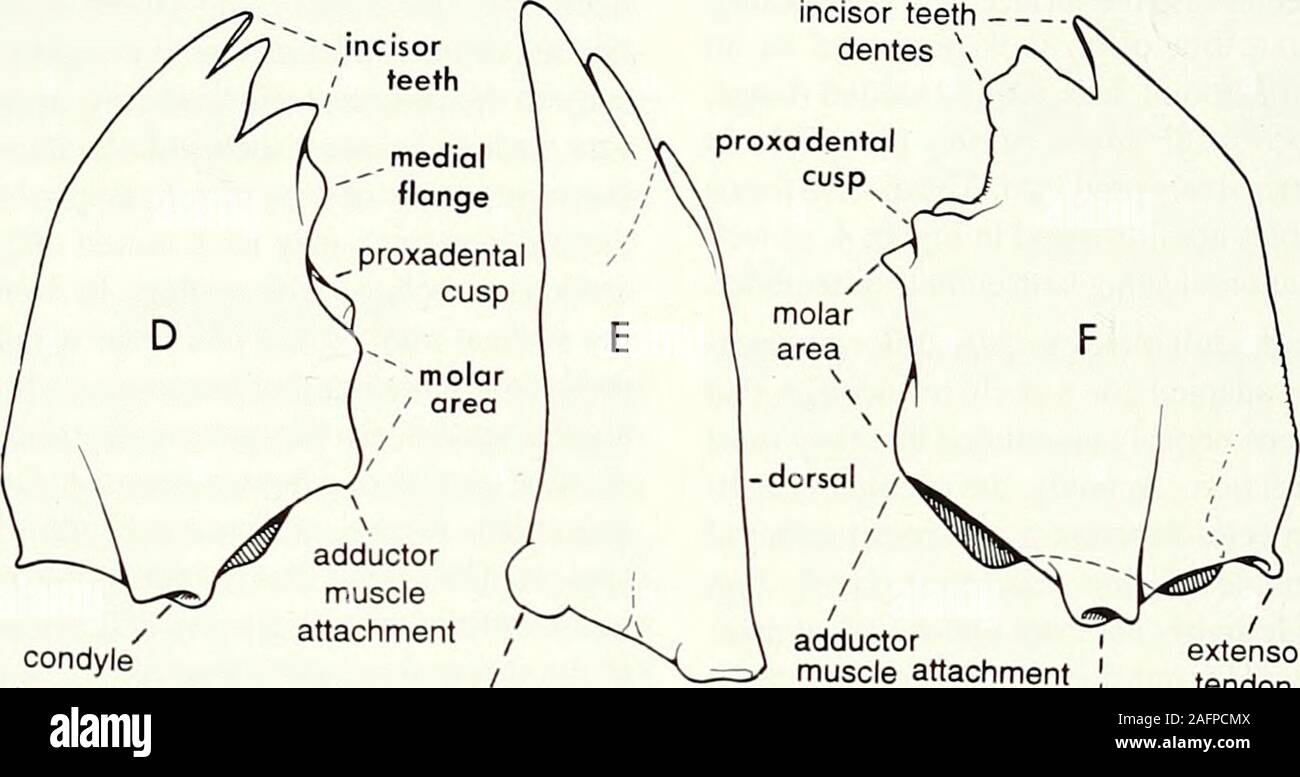 . Occasional papers of the California Academy of Sciences. condyle(pre ...
