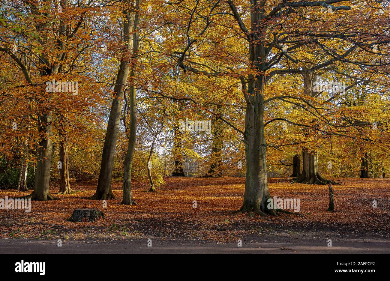 Lake autumn virginia water surrey hi-res stock photography and images ...