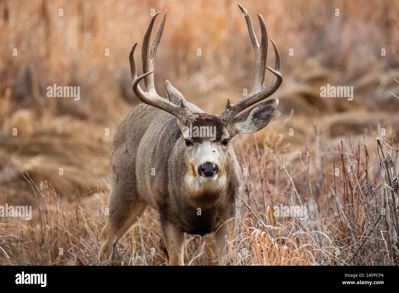 Mule deer buck hi-res stock photography and images - Alamy