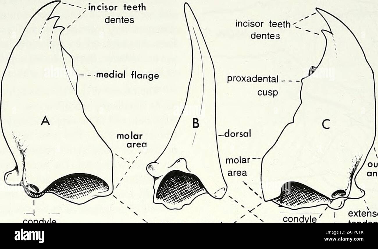 Tentorial hi-res stock photography and images - Alamy