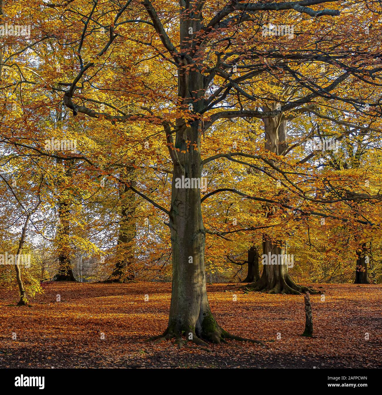 Lake autumn virginia water surrey hi-res stock photography and images ...