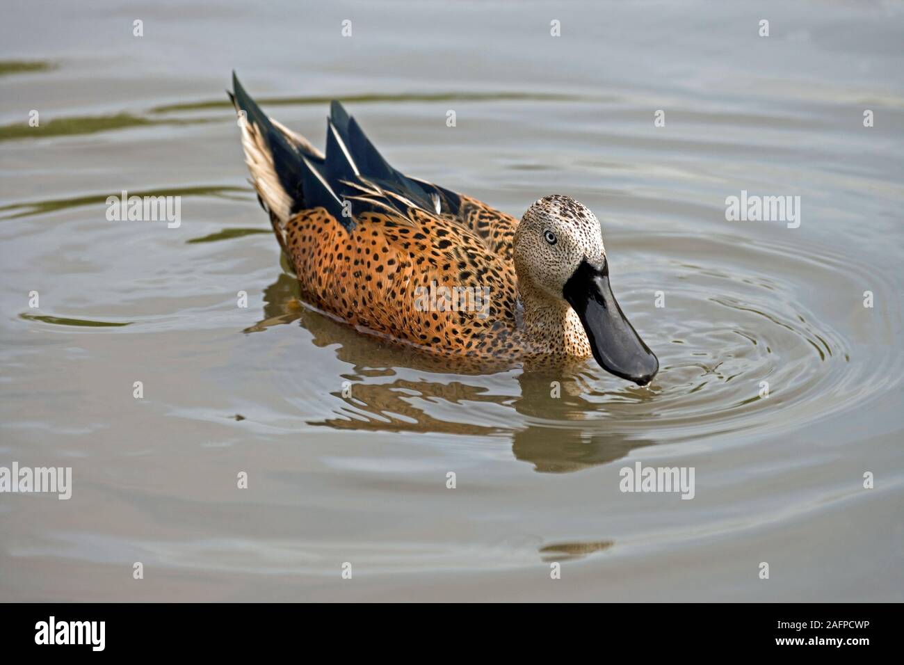 Red shoveler hi-res stock photography and images - Alamy