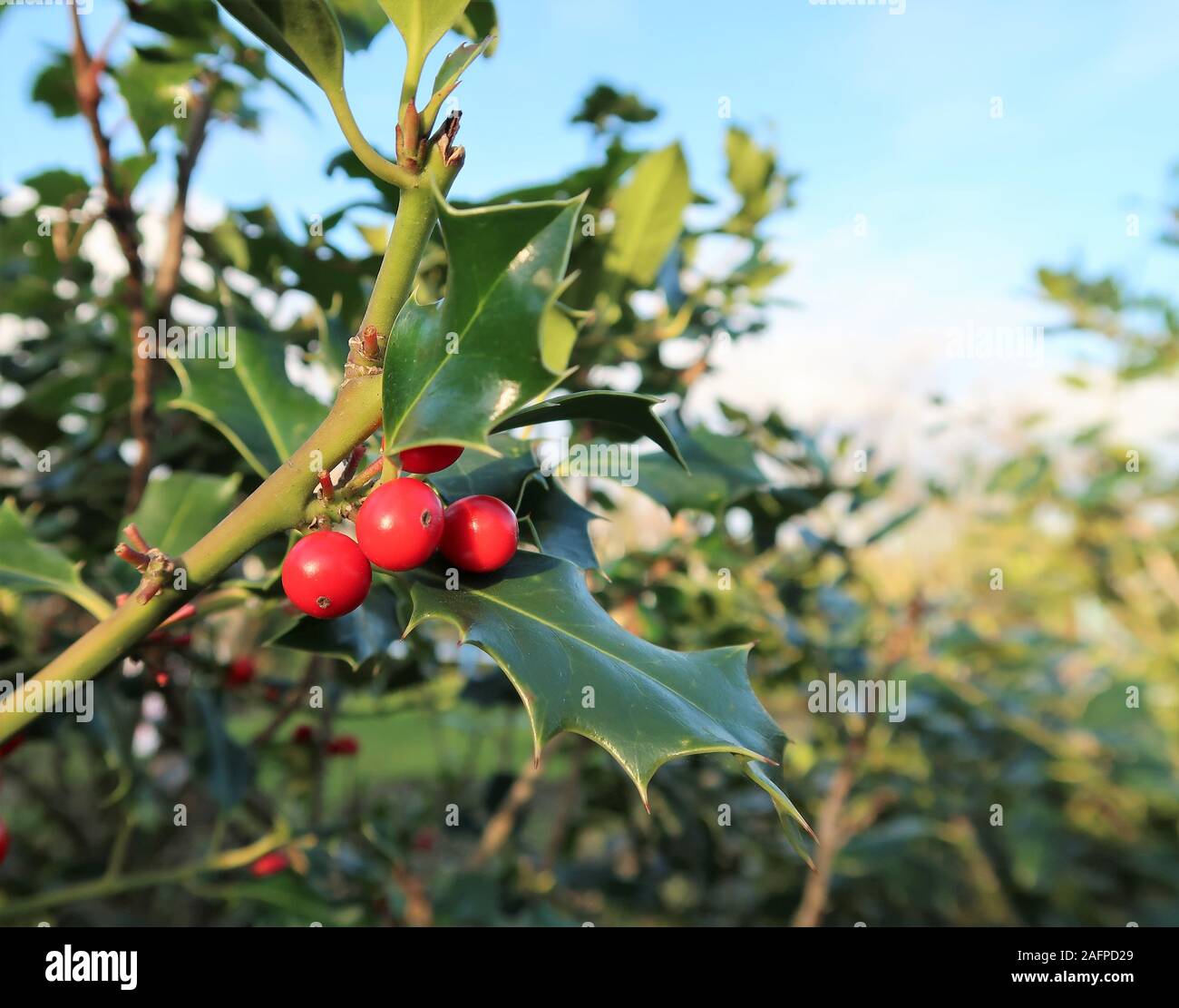 Christmas holly red berries, Ilex aquifolium plant Stock Photo - Alamy