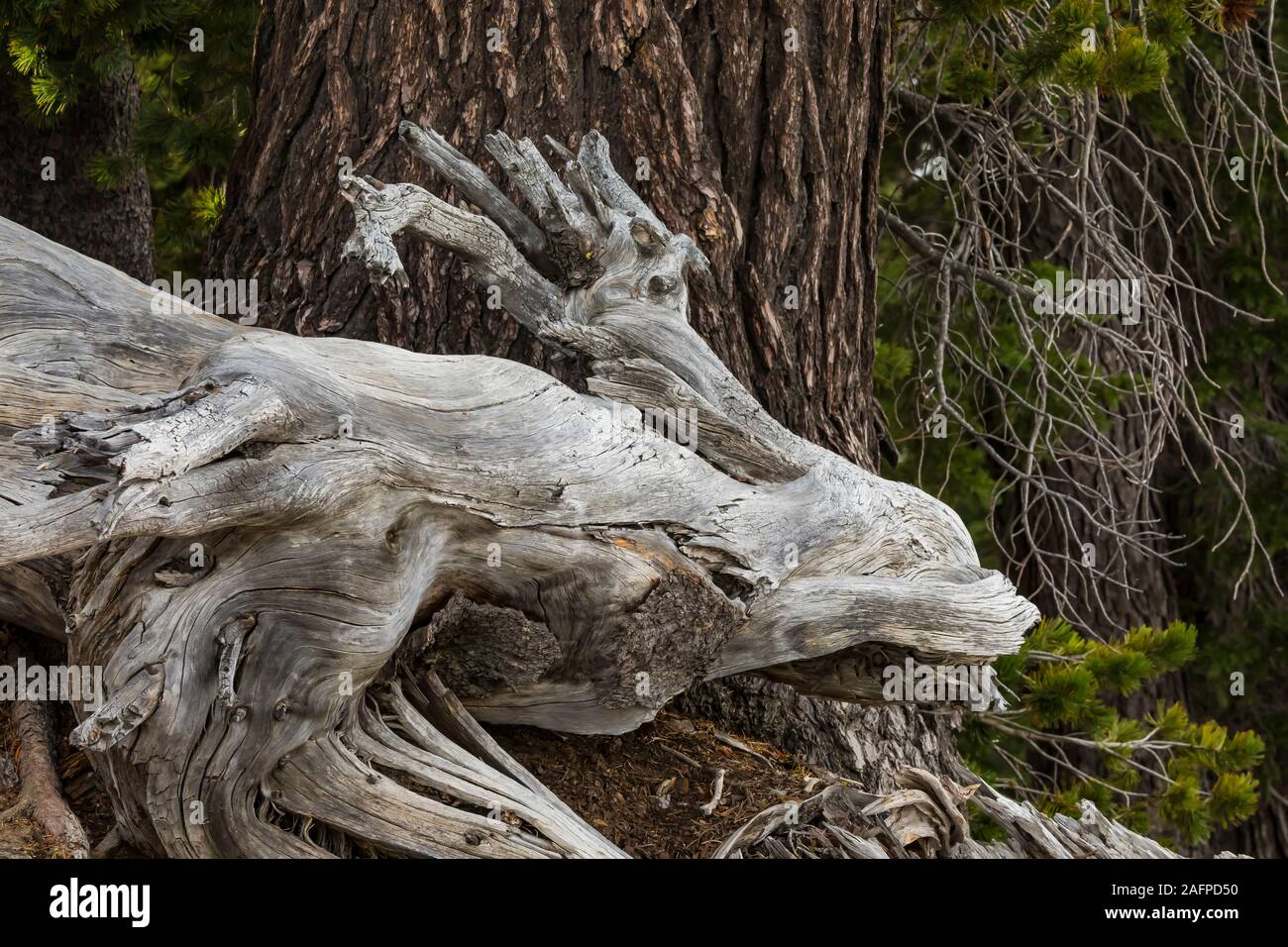 Dead conifer tree roots and branches in the shape of a deer, Crater ...