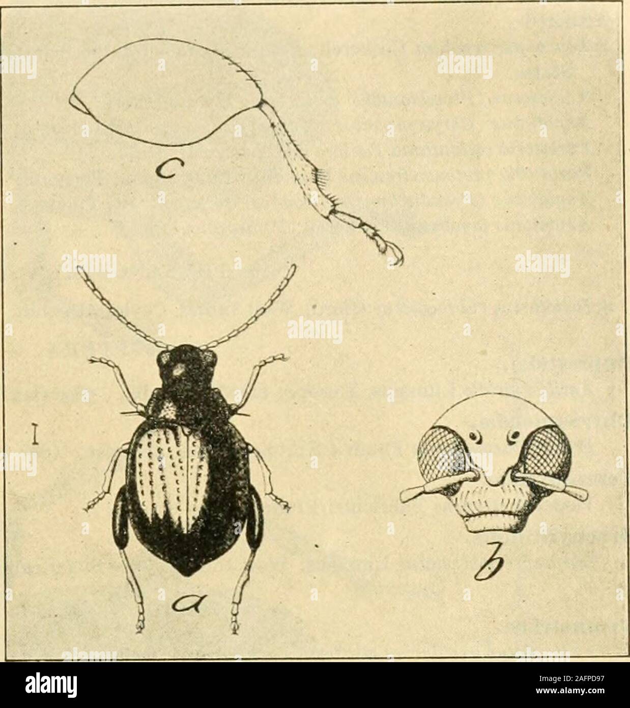 Weevil beetle in java hi-res stock photography and images - Alamy
