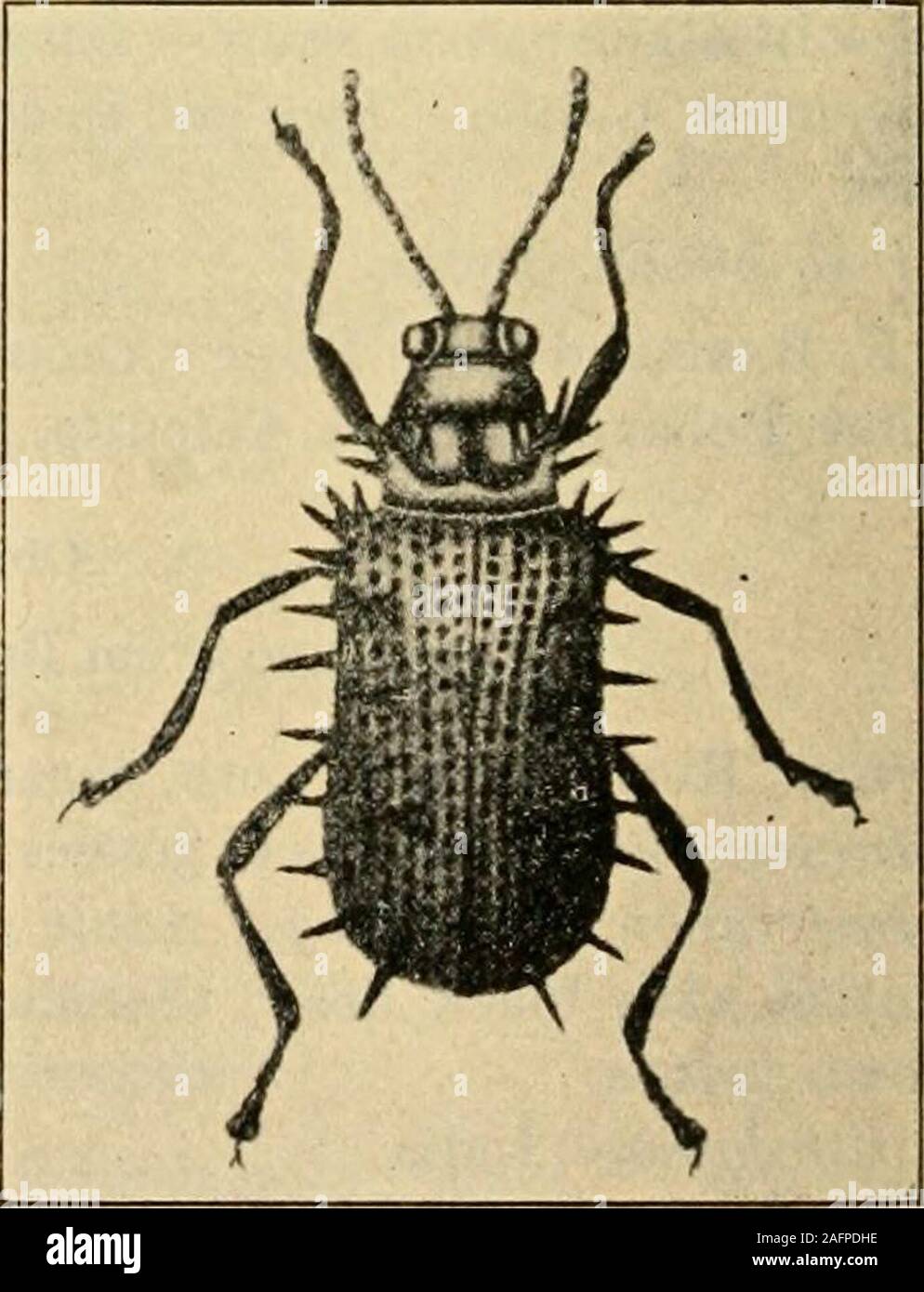 Rice borer hi-res stock photography and images - Alamy