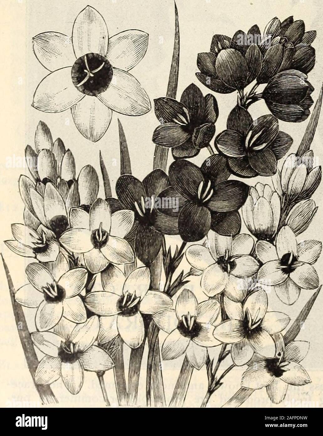 Broad dwarf day lily hi-res stock photography and images - Alamy