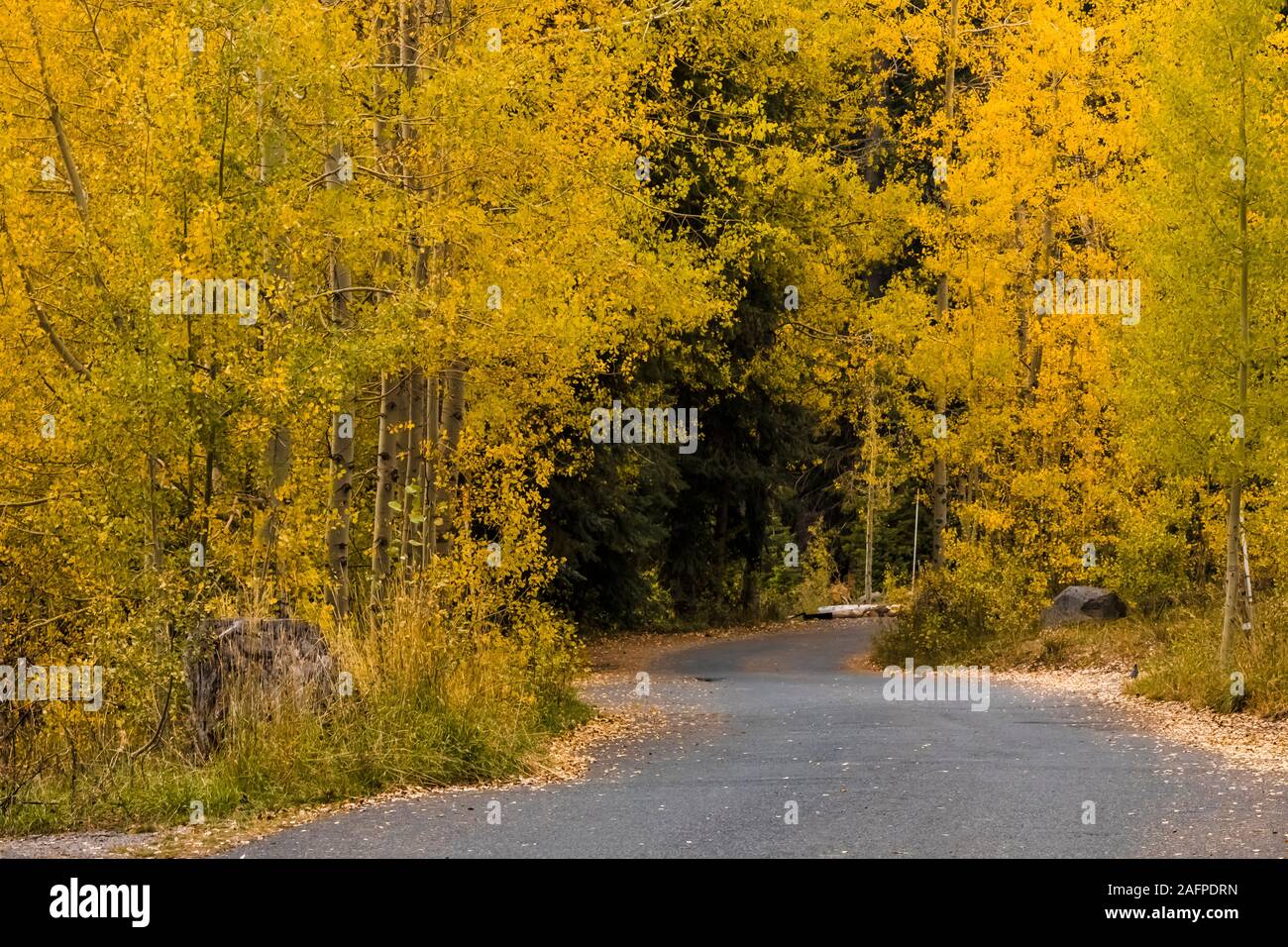 Quaking Aspen, Populus tremuloides, along the shore of Diamond Lake in ...