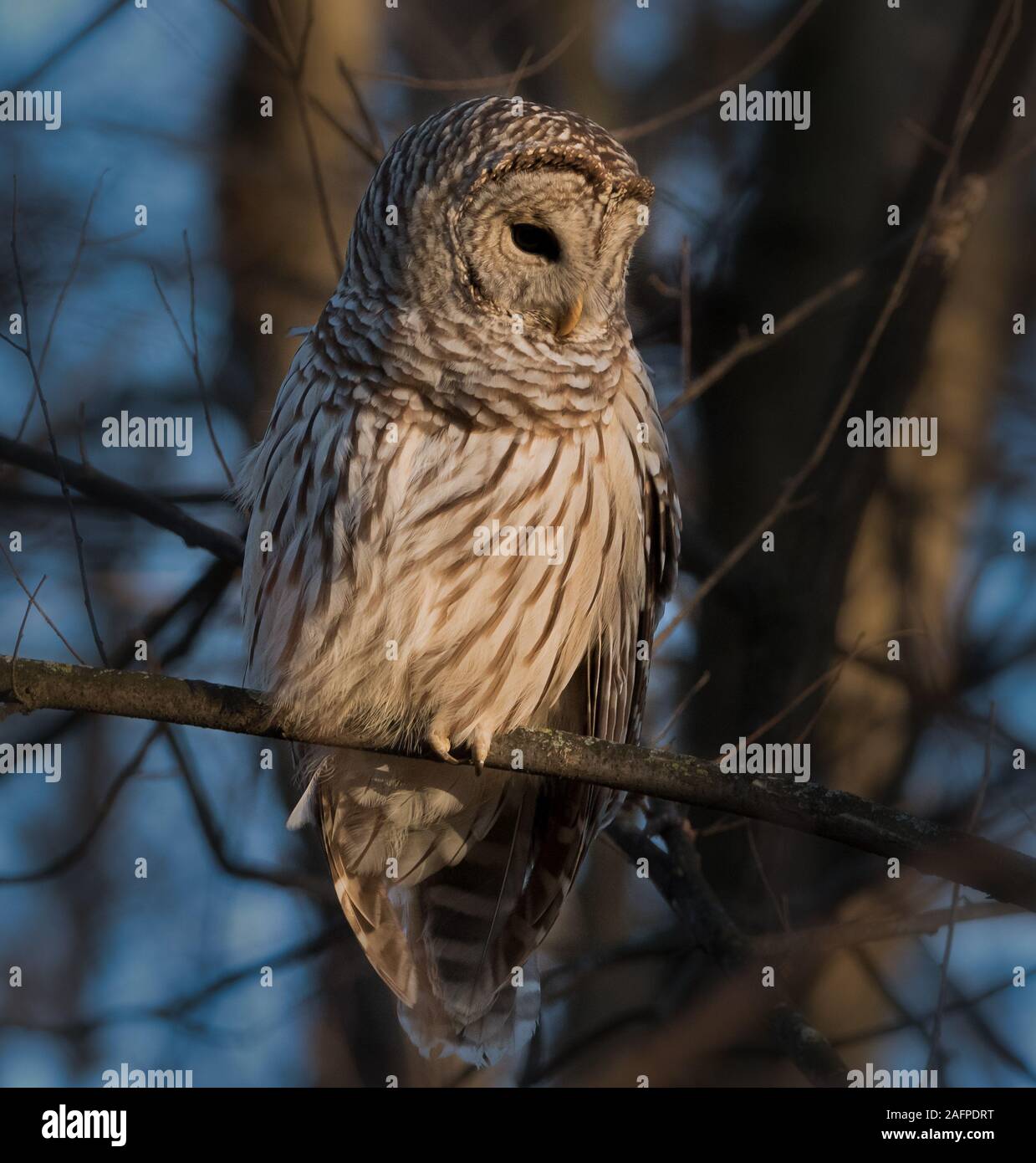 Barred Owl looking downward in late afternoon light in forest with blue ...