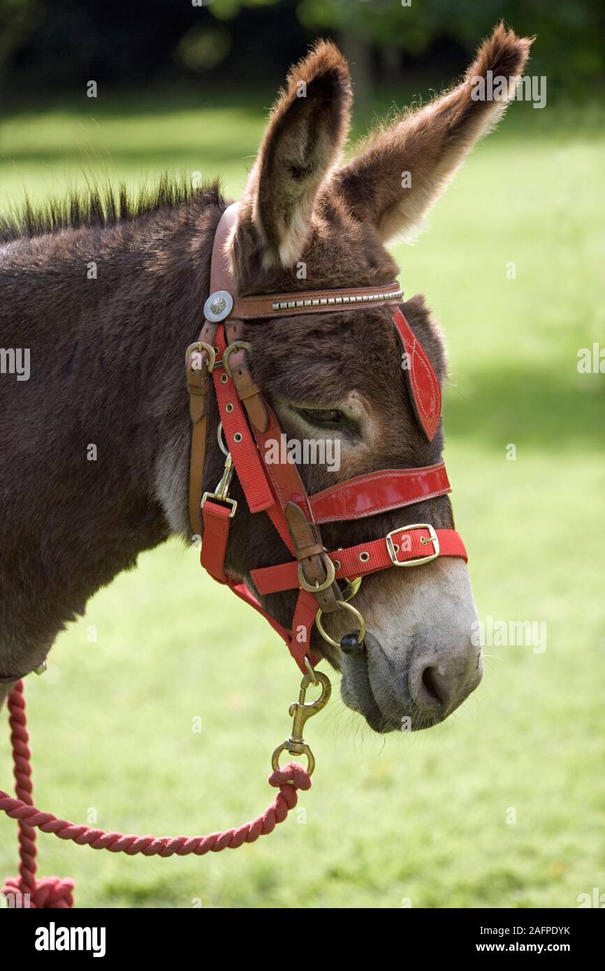DONKEY wearing RED bridle. Portrait Stock Photo - Alamy