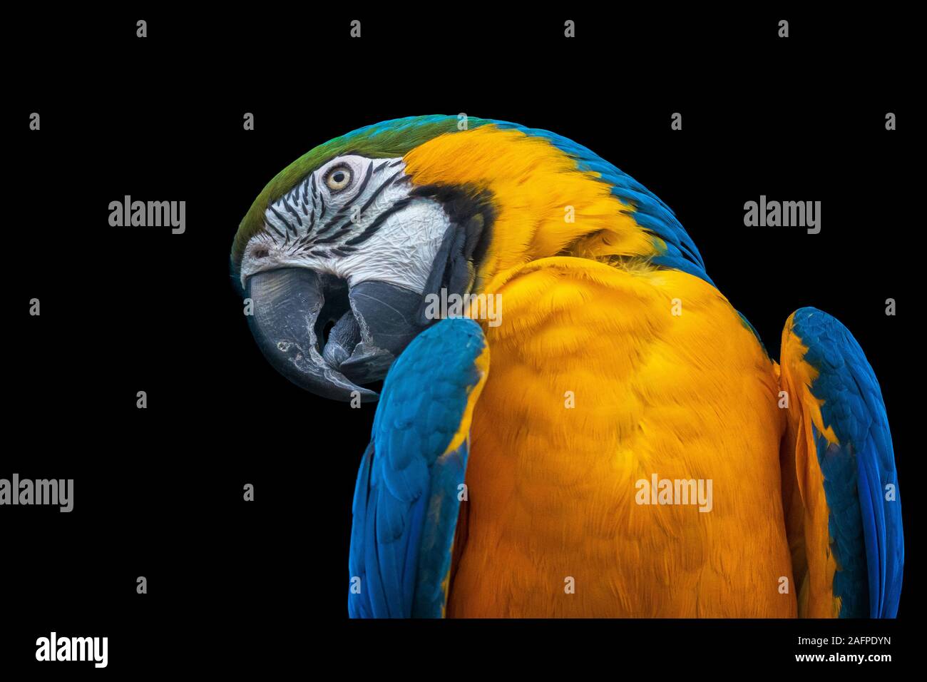 Dark blue parrot hi-res stock photography and images - Alamy