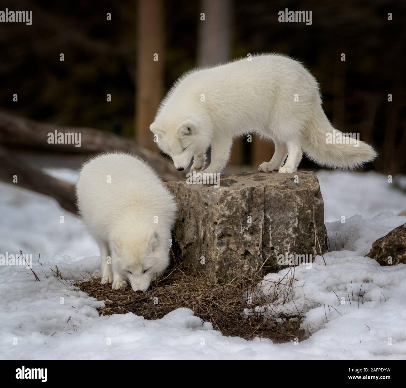 Two white arctic foxes attracted by some scent Stock Photo - Alamy
