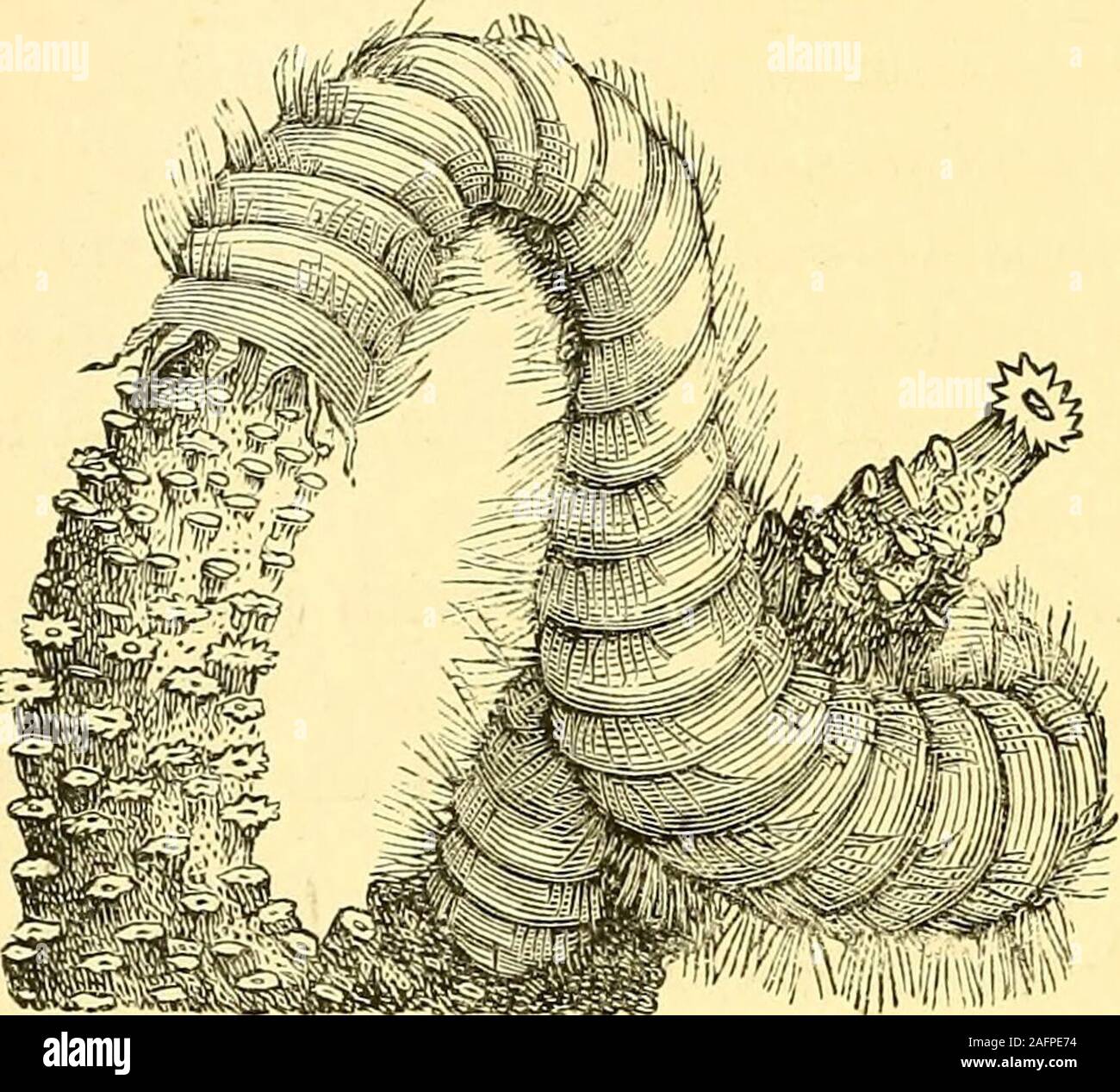 The inner worm hi-res stock photography and images - Alamy