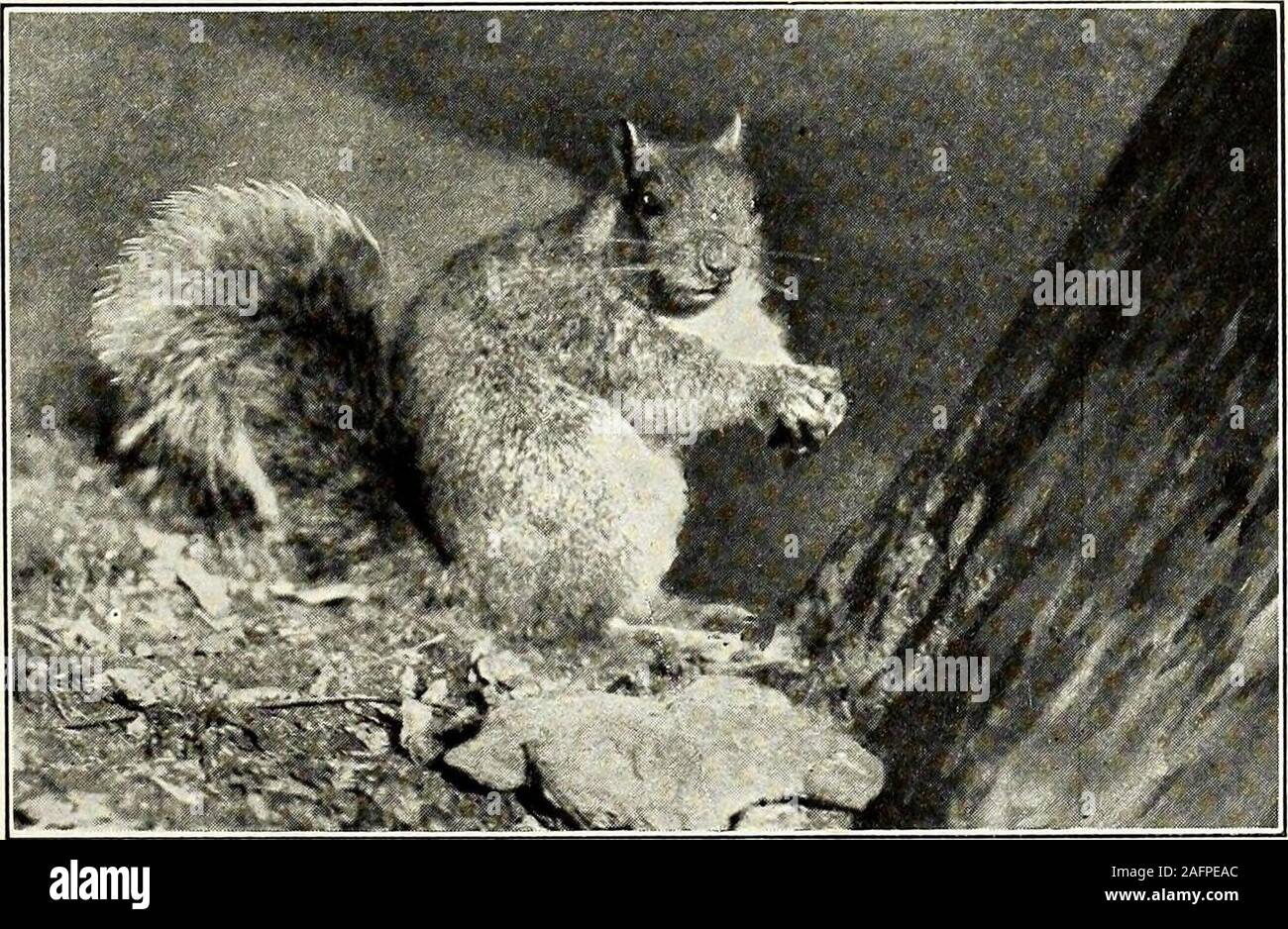 . St. Nicholas [serial]. her and immediately my friend saw oneof his ...