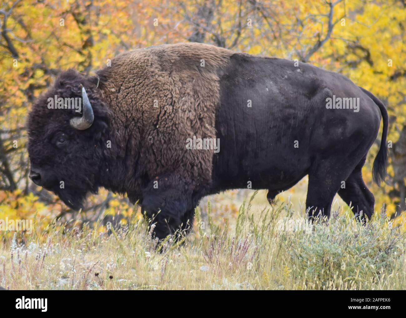 Black bison in nature hi-res stock photography and images - Alamy
