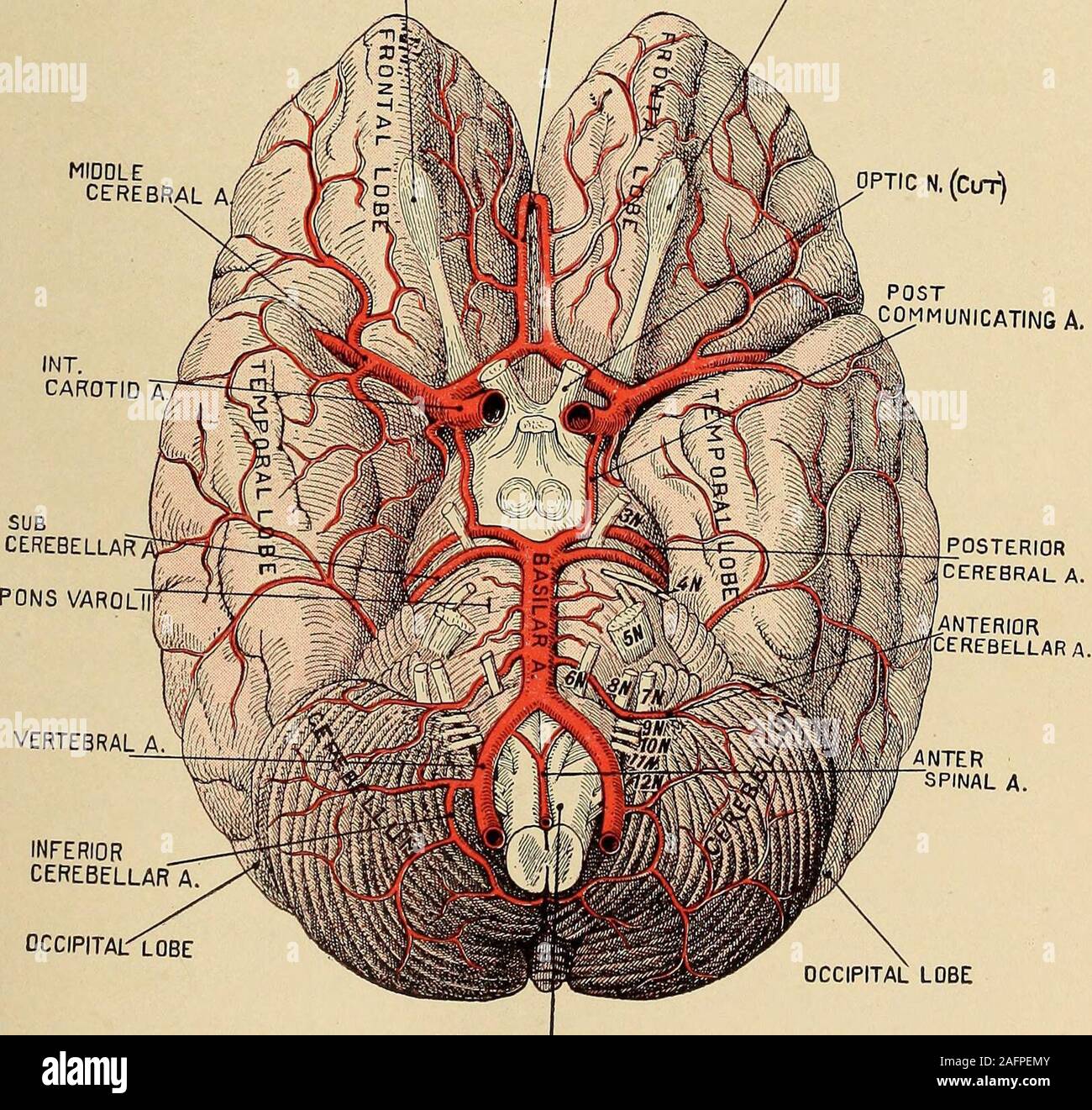 Internal Carotid Artery Brain