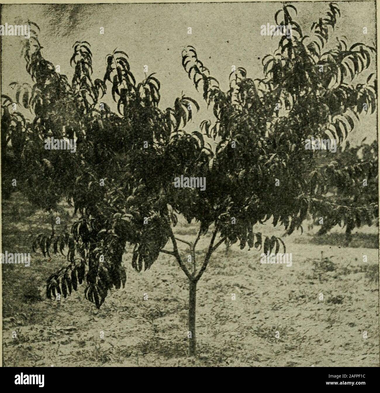 Selected fruit trees hi-res stock photography and images - Alamy