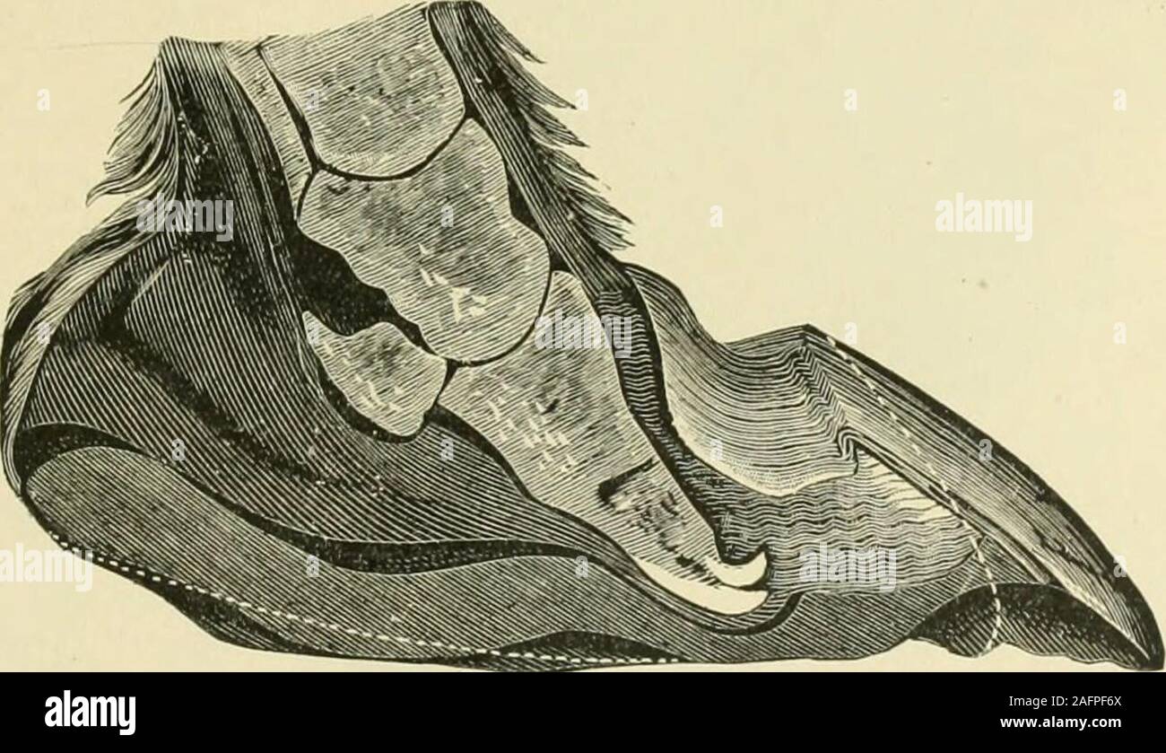 Pedal bone hi-res stock photography and images - Alamy