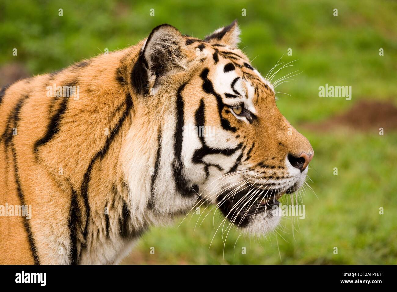 Siberian Tiger Face Profile