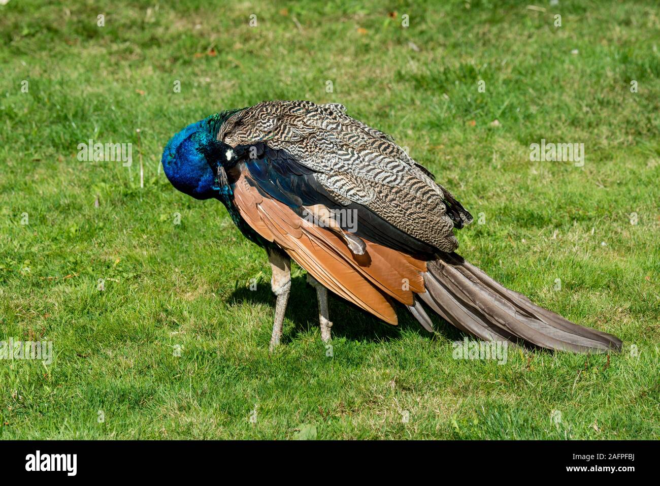 Preening peacock hi-res stock photography and images - Alamy