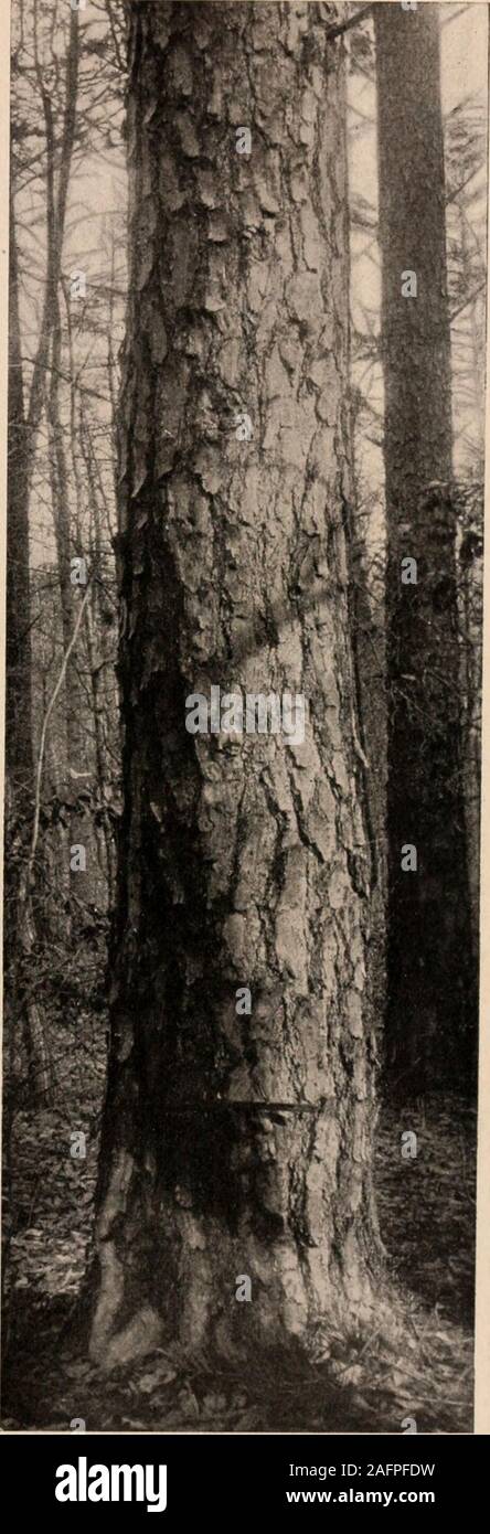 Table mountain pine tree or pinus pungens hi-res stock photography and ...