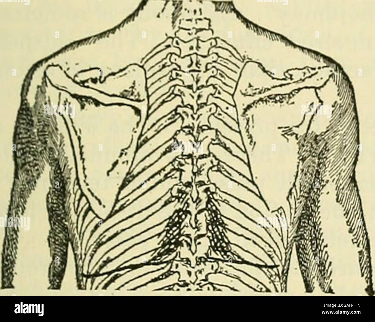 . Internal medicine; a work for the practicing physician on diagnosis ...