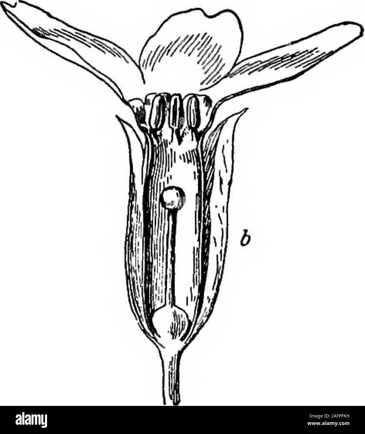 . Lessons with plants. Suggestions for seeing and interpreting some of ...