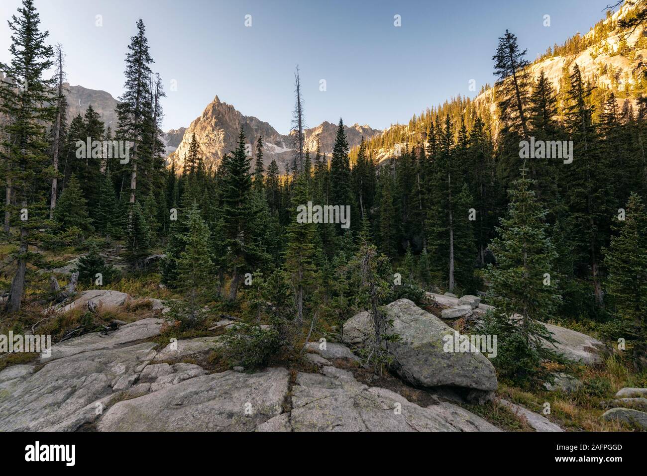 Indian fir tree hi-res stock photography and images - Alamy