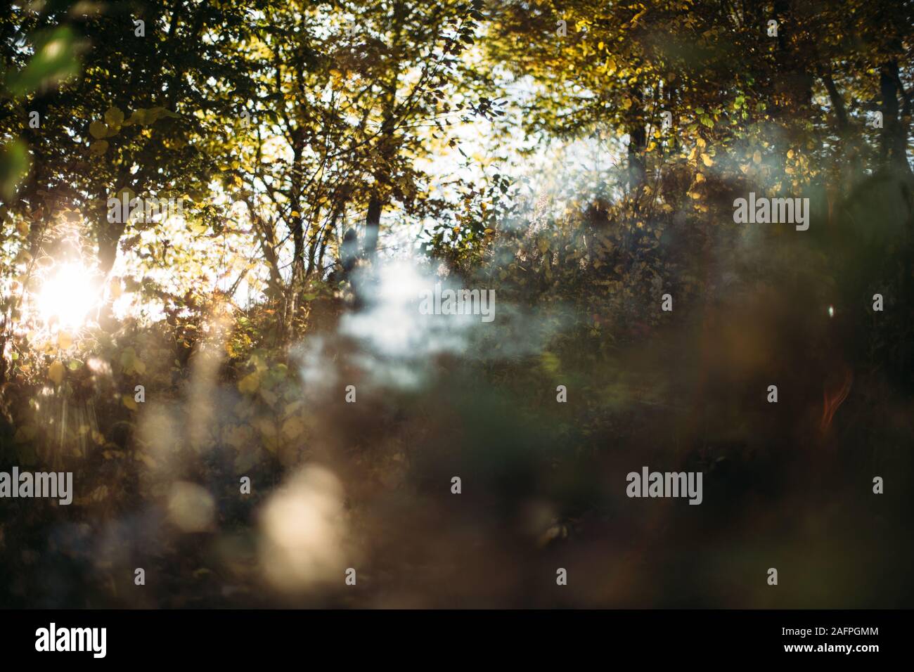 Sun ray forest sunlight hi-res stock photography and images - Alamy