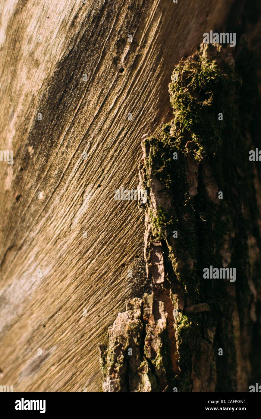 Moss on bark texture hi-res stock photography and images - Alamy
