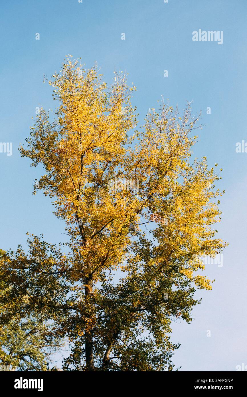 The yellow tree hi-res stock photography and images - Alamy