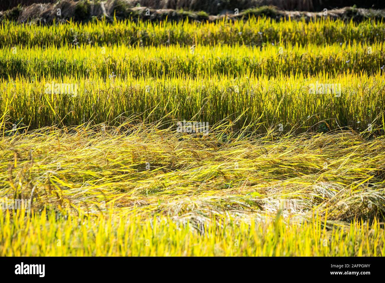 Rich Rice Ready For Harvest Stock Photo - Alamy
