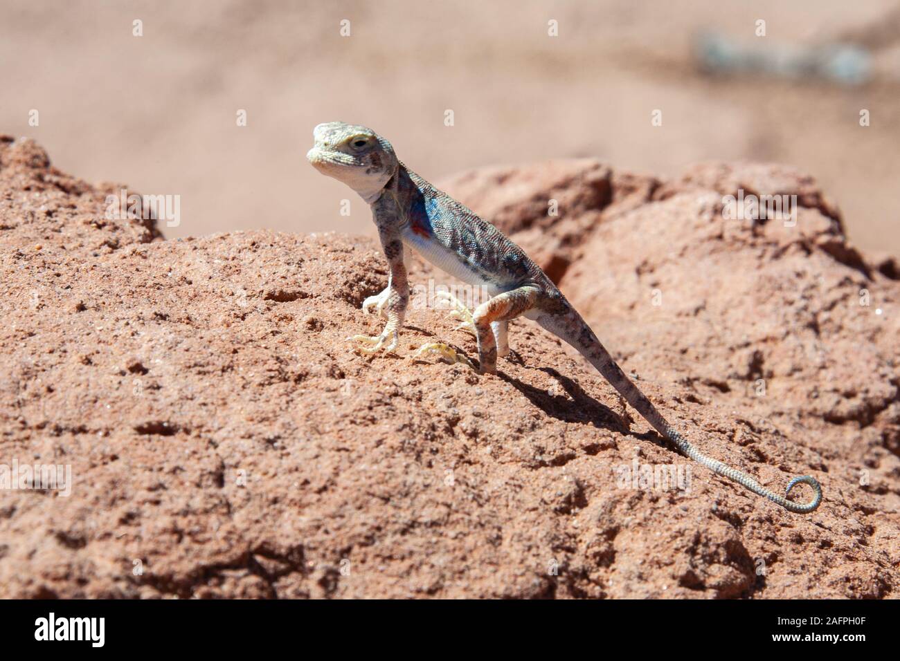 Lizard on gravel hi-res stock photography and images - Alamy
