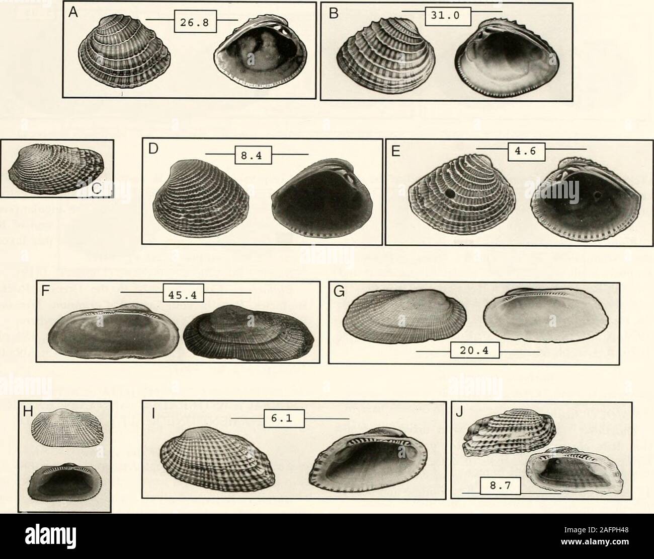 Swiftiana hi-res stock photography and images - Alamy