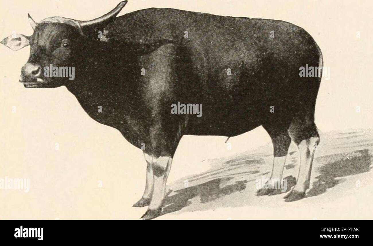 . The animans and man; an elementary textbook of zoology and human ...