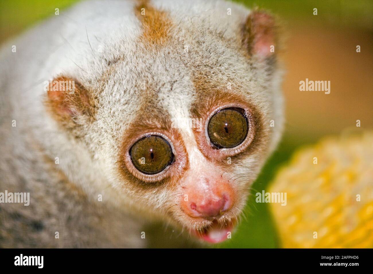 Slow loris hi-res stock photography and images - Alamy