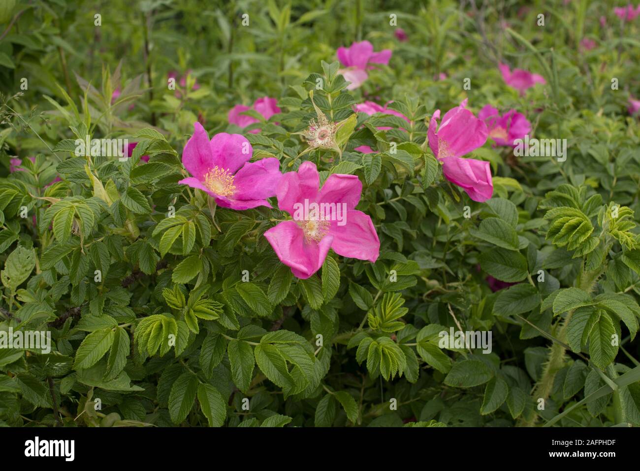 On beach in Cape Porpoise, Maine. Beach roses grow all over New England ...