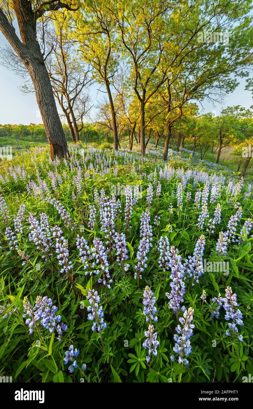 Black oak savanna hi-res stock photography and images - Alamy