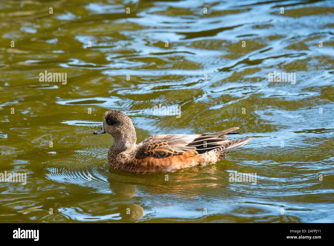 British waterfowl hi-res stock photography and images - Alamy