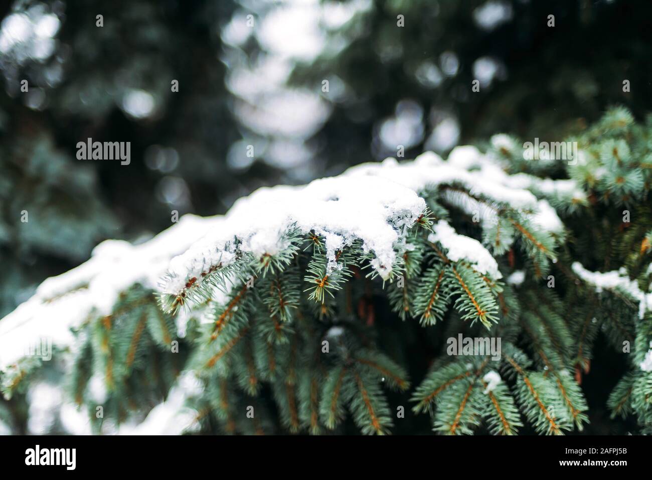 Snow on branch of pine tree Stock Photo - Alamy
