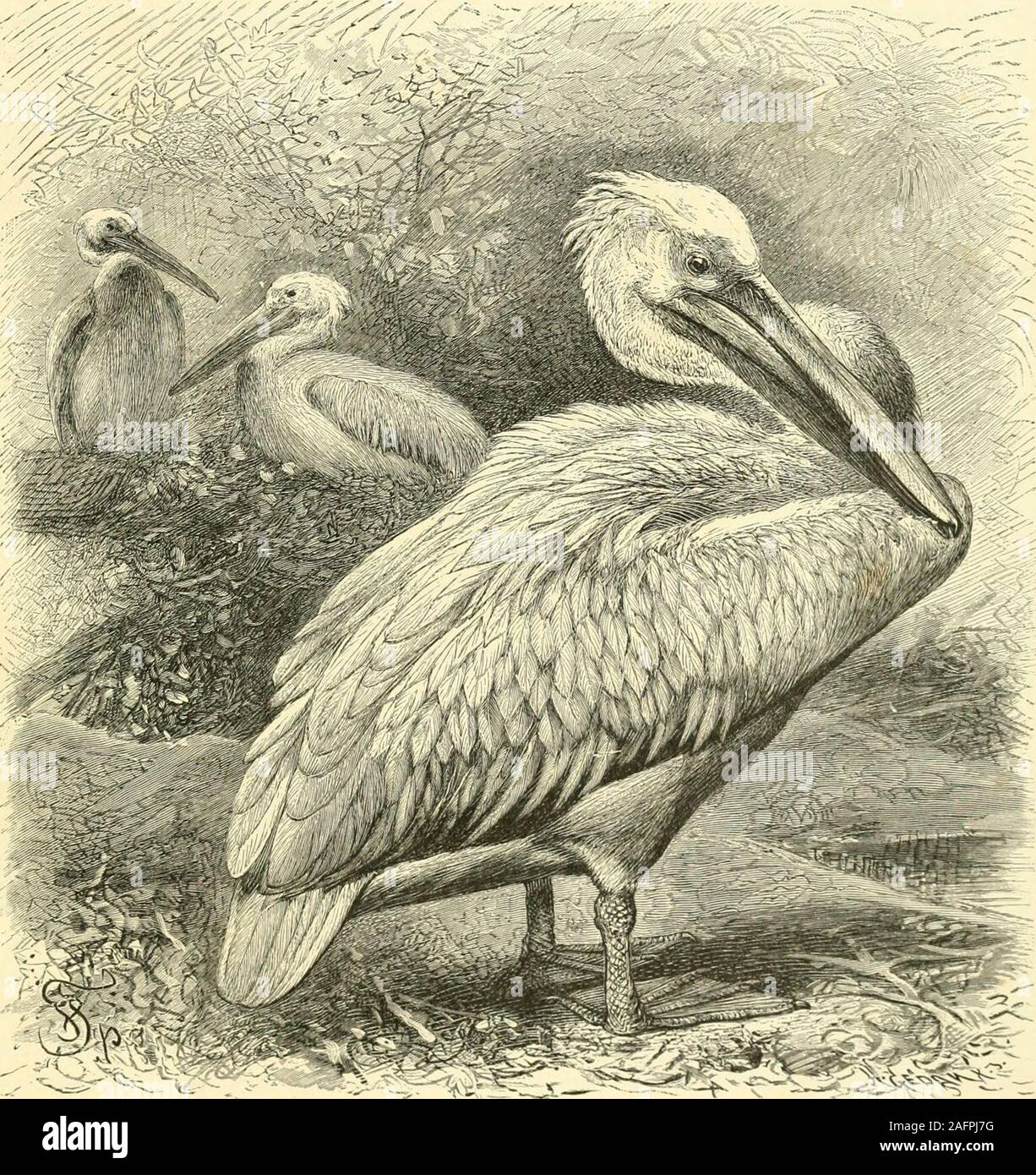 . The royal natural history. markable is the tooth-billed cormorant ...