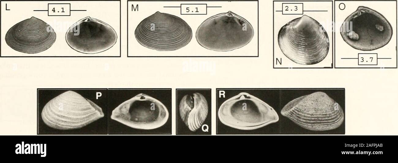 . Bulletins of American paleontology. Text-figure 63.--Pel.H ...