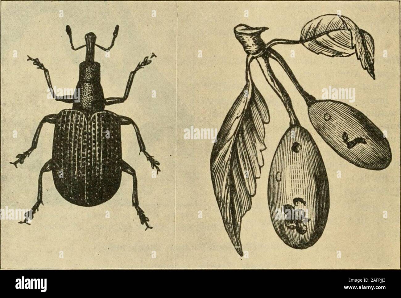 . A manual of dangerous insects likely to be introduced in the United ...