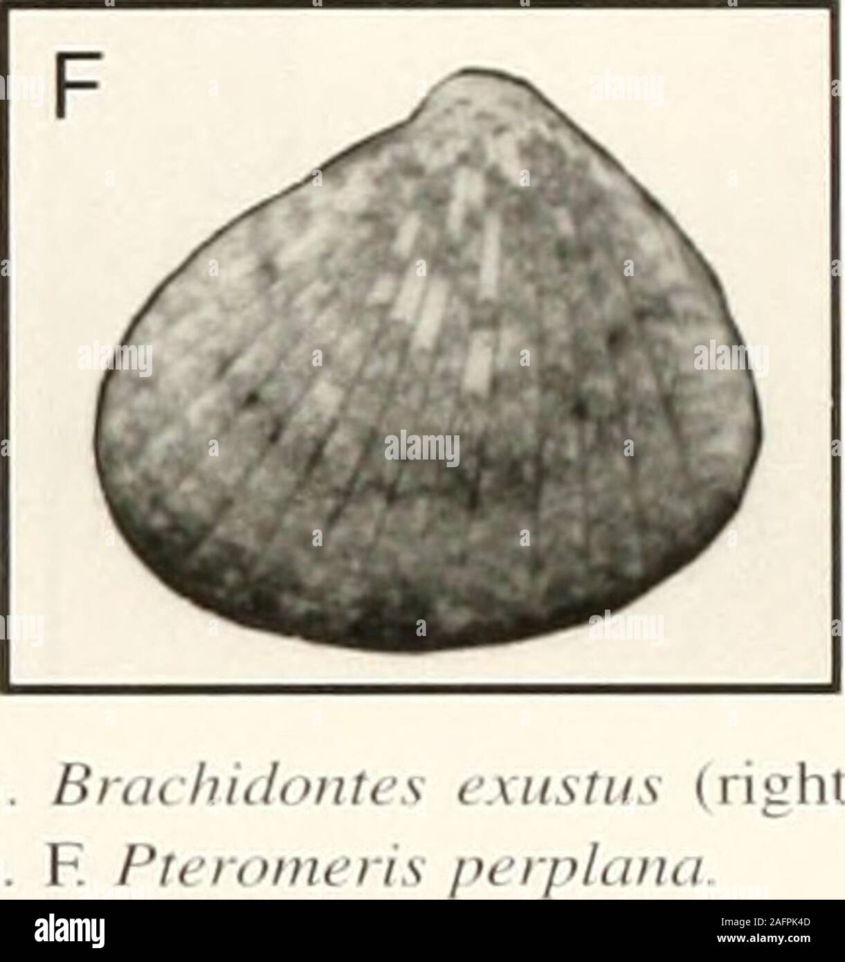 Brachidontes exustus hi-res stock photography and images - Alamy