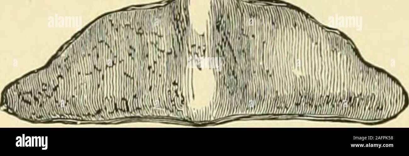 . The standard horse book, comprising the taming, controlling and ...